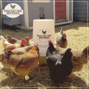 Automatic Chicken Waterers | High Capacity Poultry Waterers